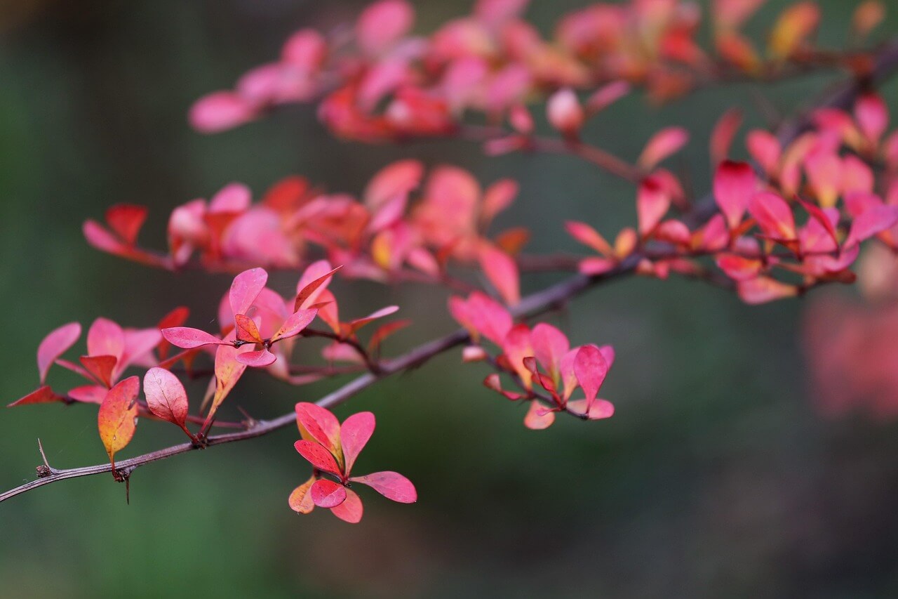 5 arbustes au feuillage rouge pour un jardin éclatant toute l’année ...